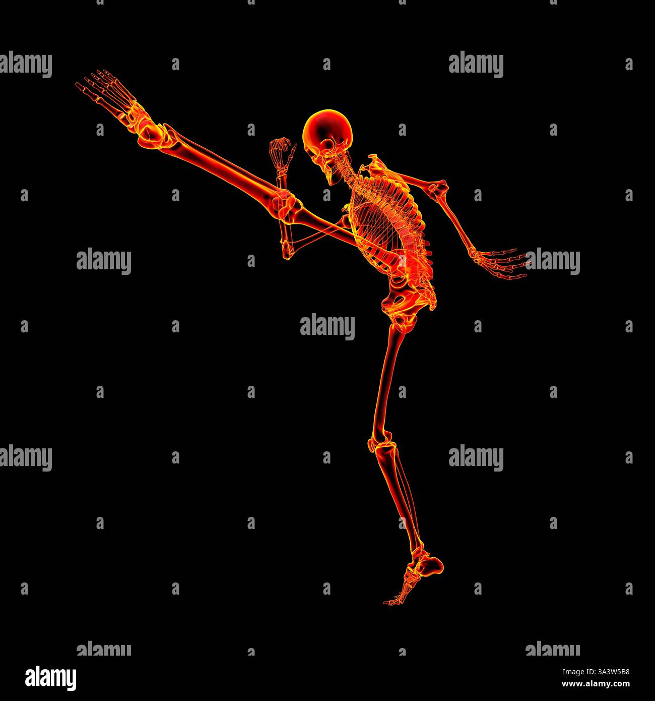Illustration of a human skeleton in a dynamic fighting pose, showcasing ...