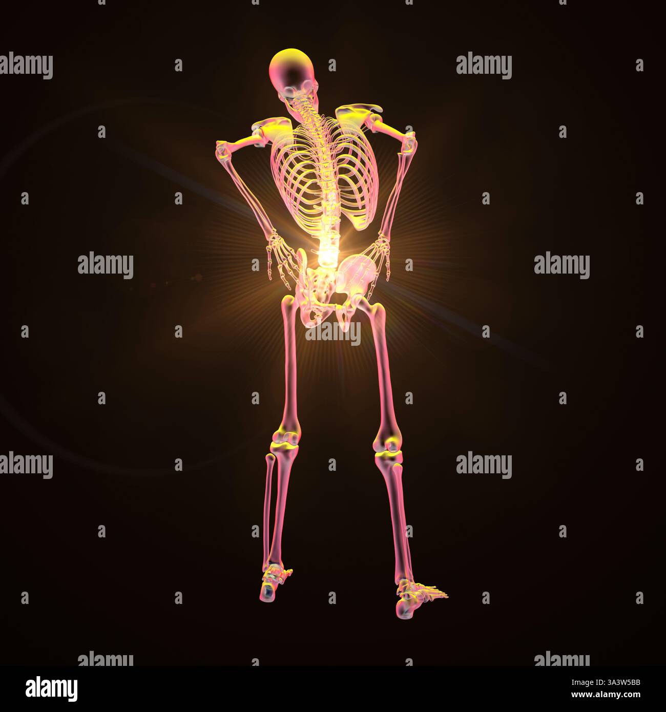 Illustration of a human skeleton with lower back pain, depicting spinal ...