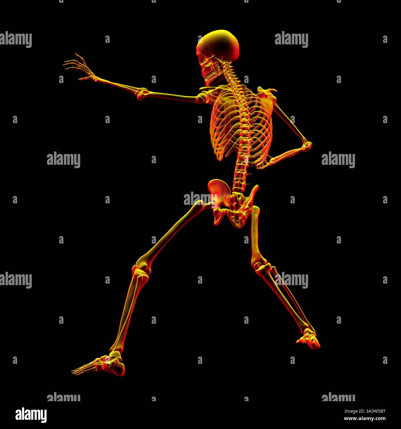 Illustration of a human skeleton in a dynamic fighting pose, showcasing ...