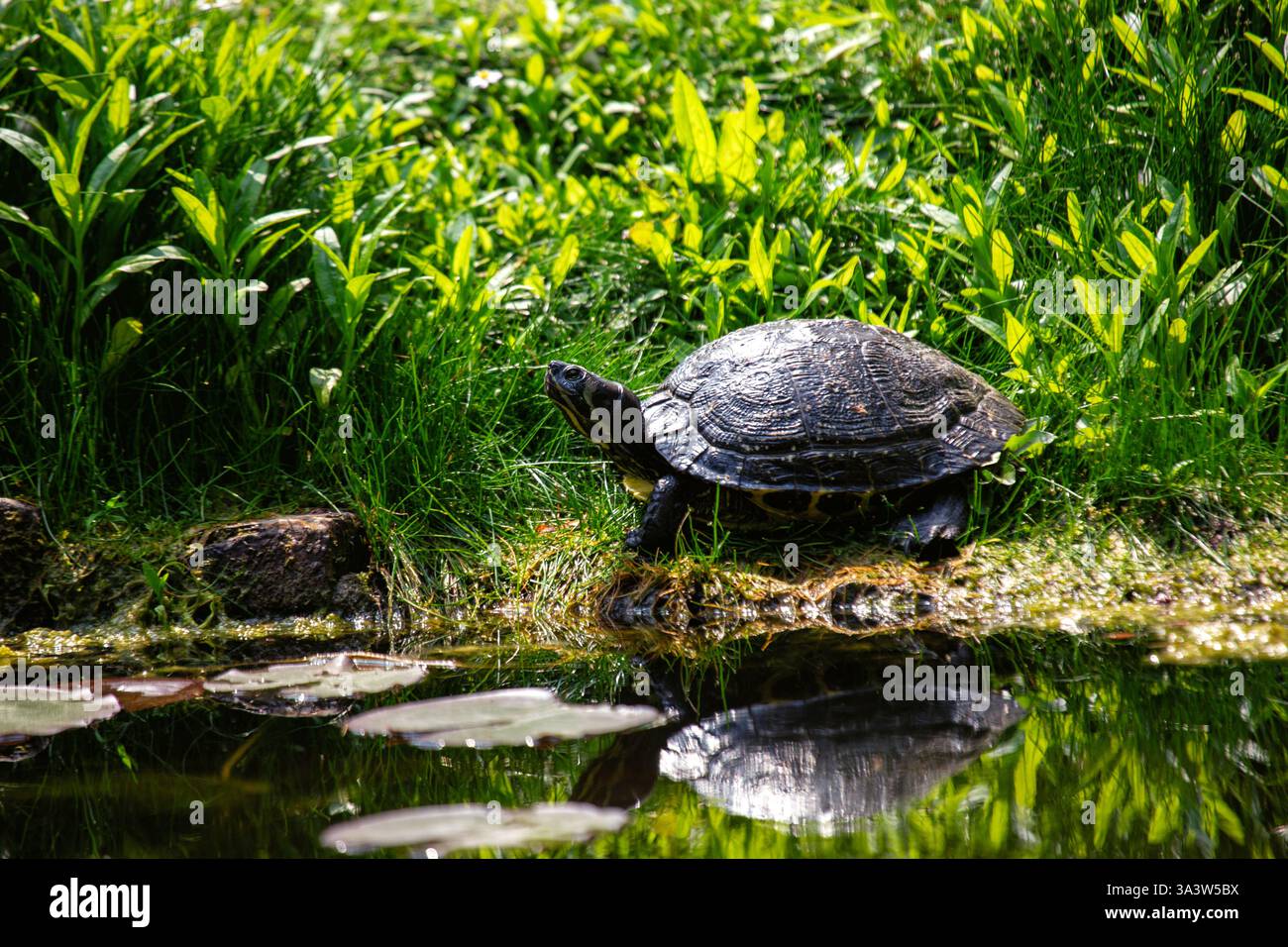 The Red-eared Slider (Trachemys scripta elegans) eats plants, insects ...
