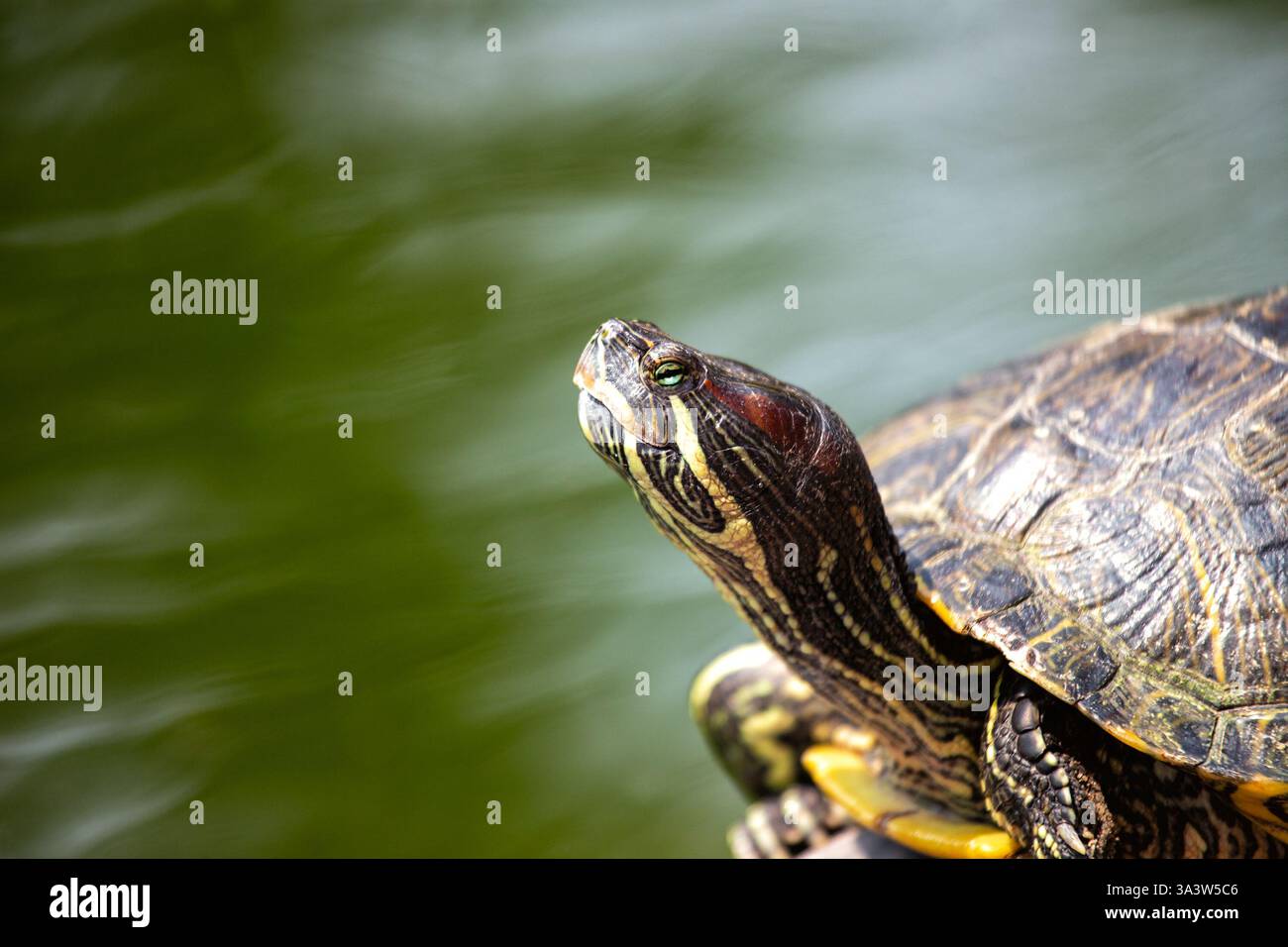 The Red-eared Slider (Trachemys scripta elegans) eats plants, insects ...
