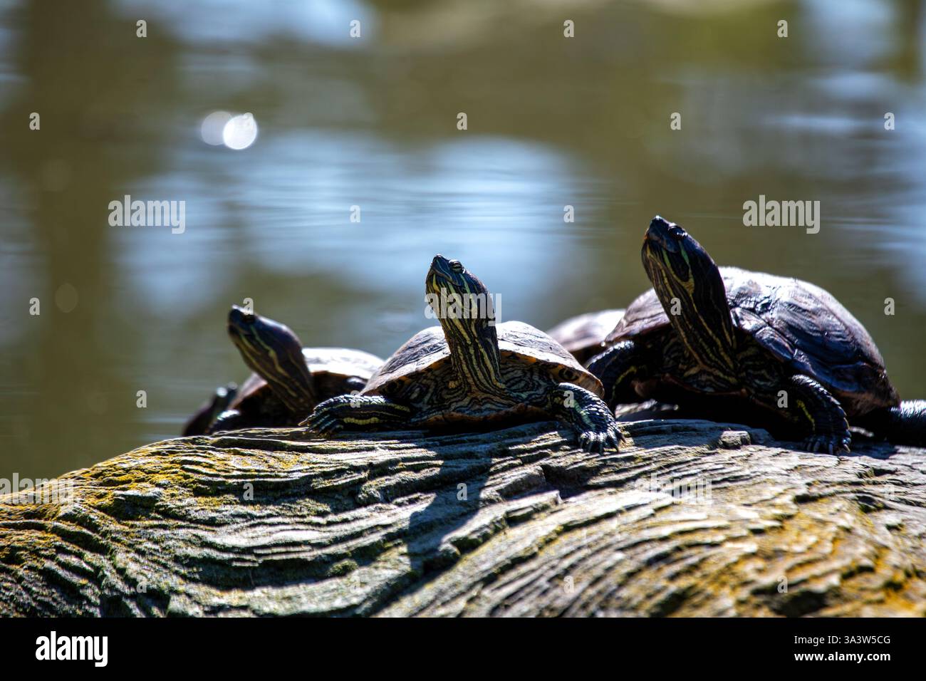 The Red-eared Slider (Trachemys scripta elegans) eats plants, insects ...