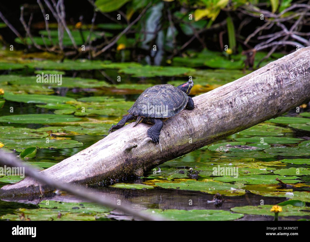 The Red-eared Slider (Trachemys scripta elegans) eats plants, insects ...