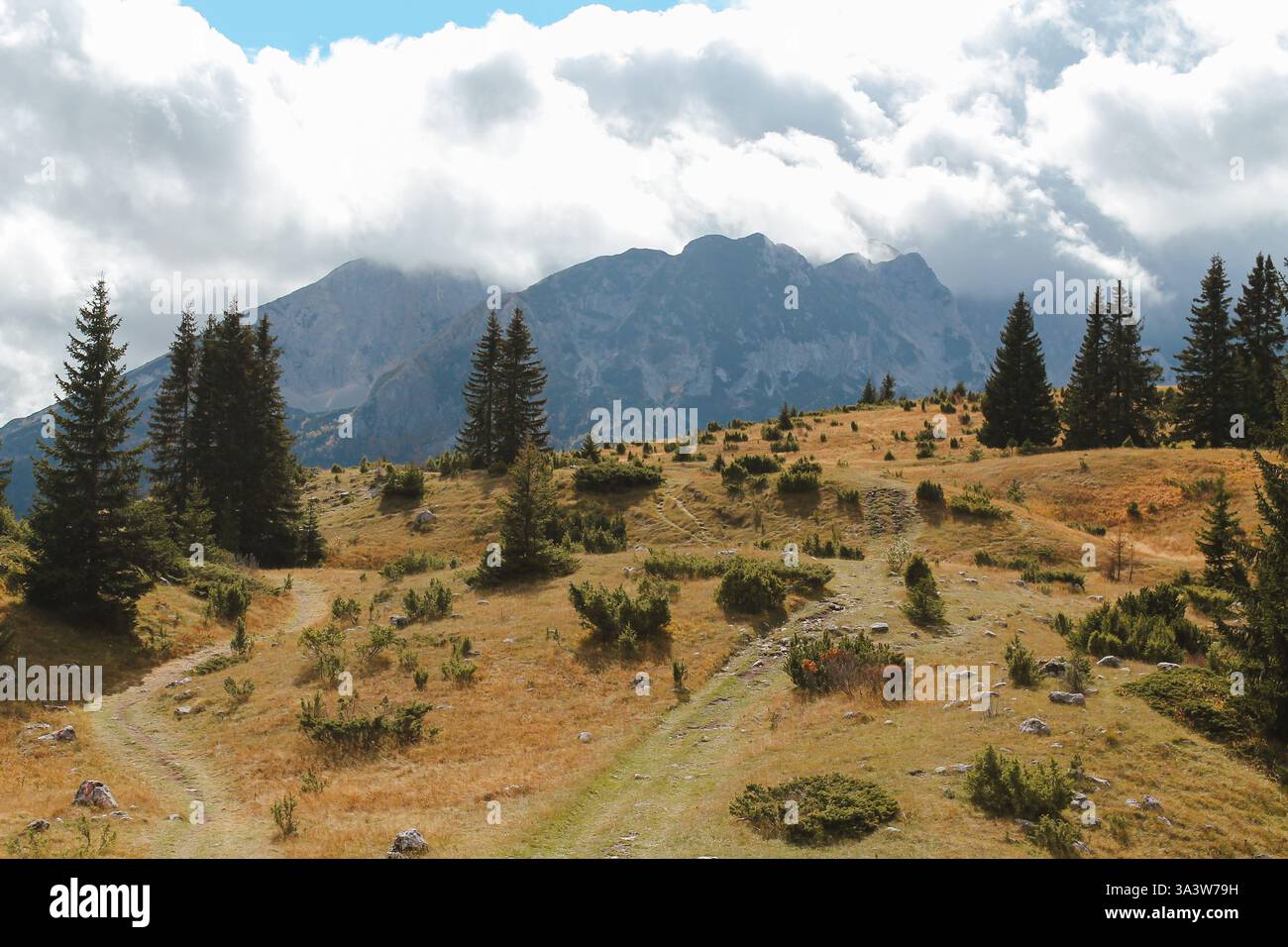 Landscape view of Durmitor National park with fir trees and hills in ...
