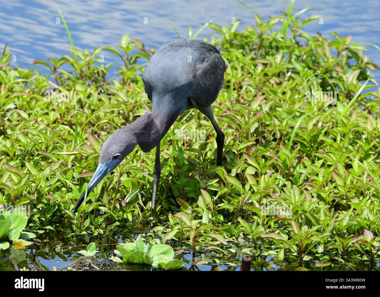 Little blue heron at Brazos Bend State Park, Texas Stock Photo - Alamy