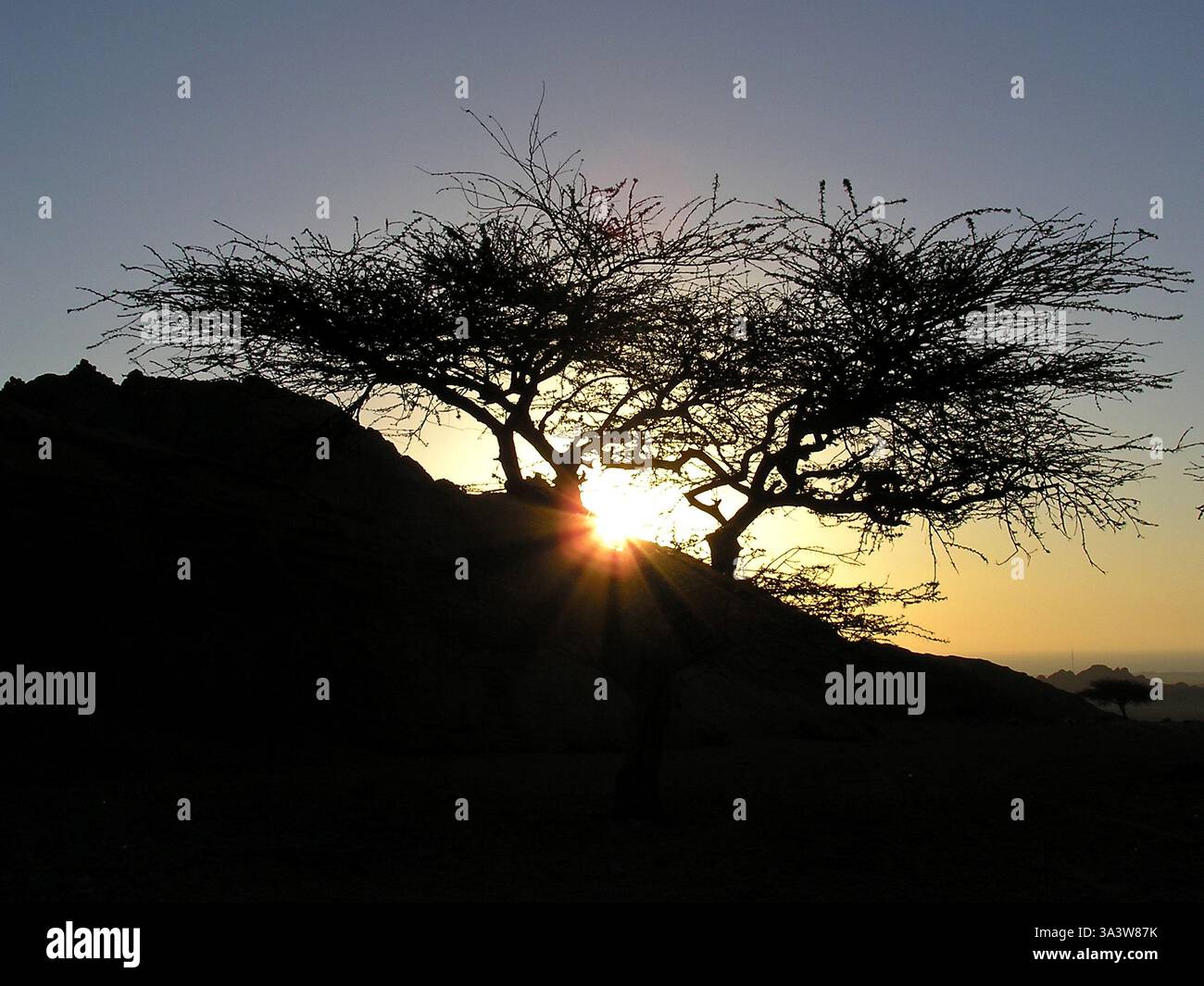 Acacia tree, Sinai Desert, Egypt Stock Photo - Alamy
