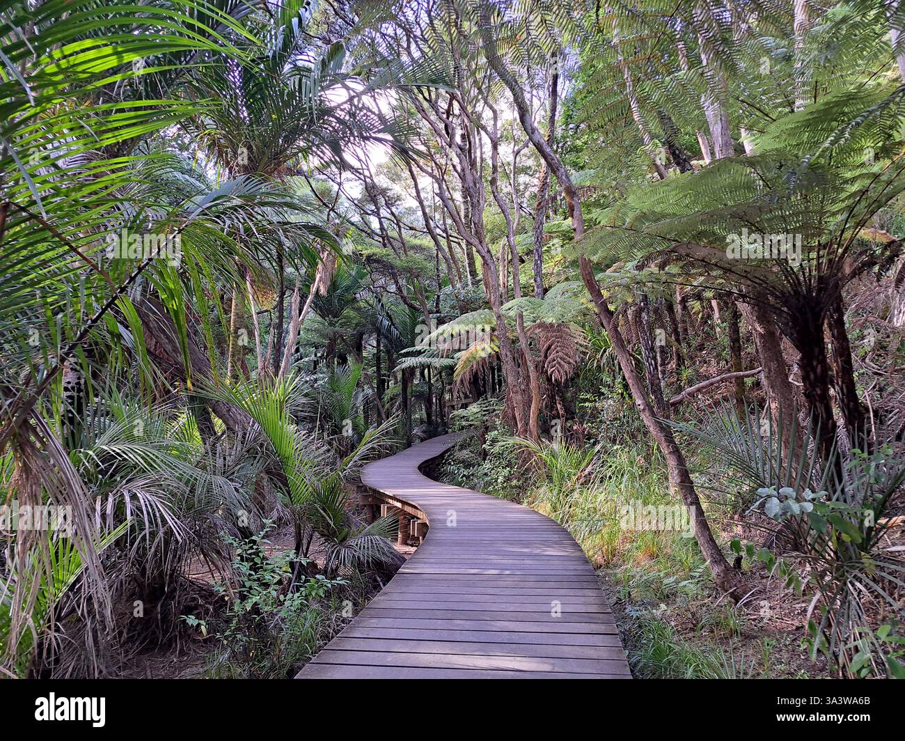 Nz bush walk hi-res stock photography and images - Alamy