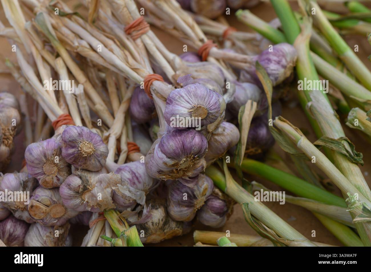 Explore fresh garlic on display hi-res stock photography and images - Alamy