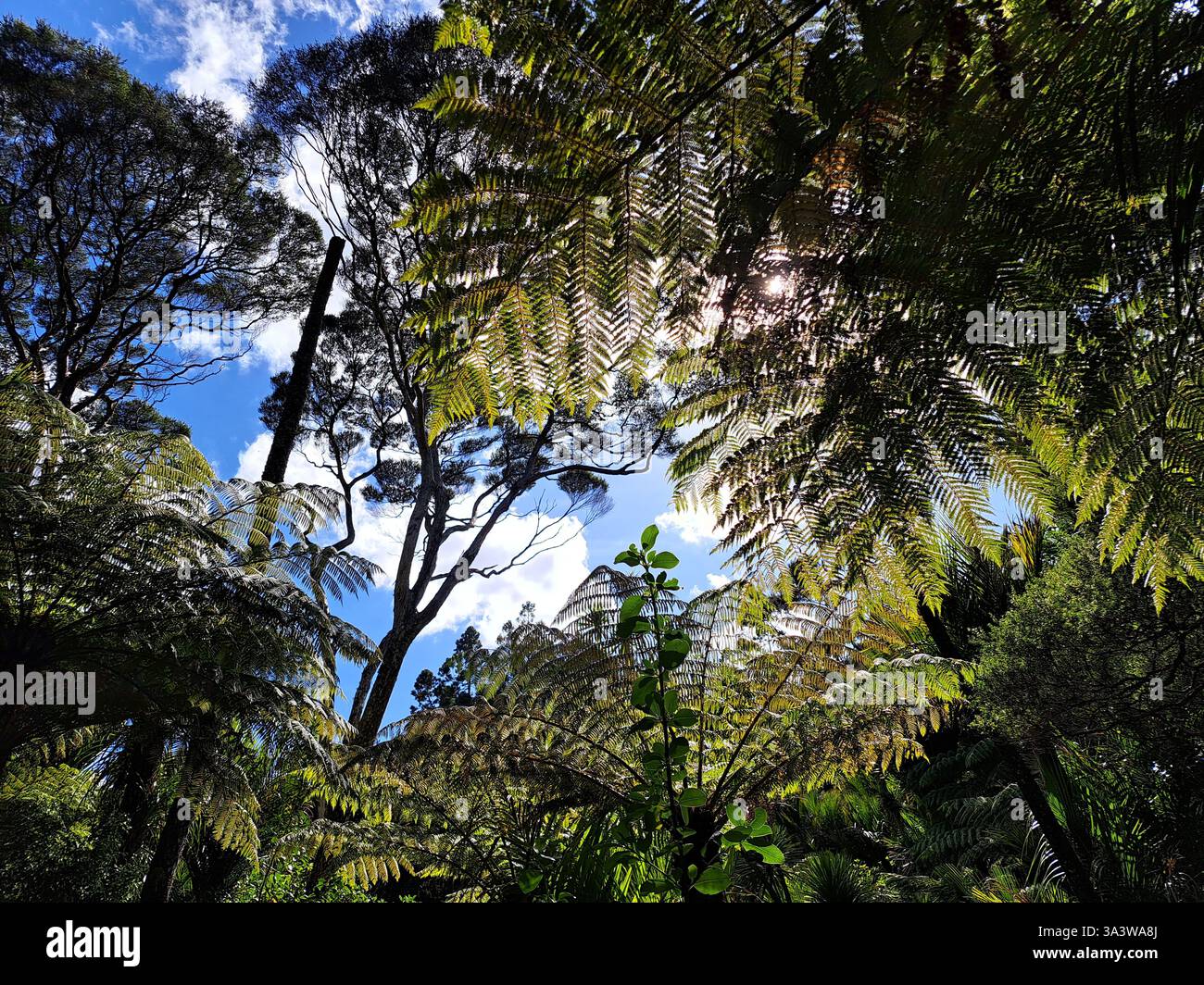 Nz bush walk hi-res stock photography and images - Alamy