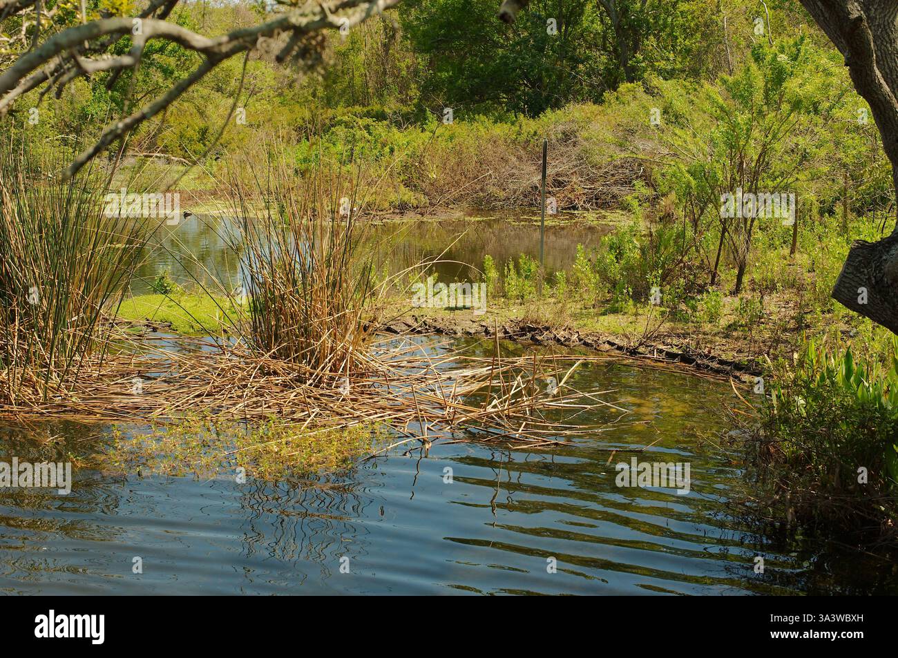 Eagle Lake Park Largo, FL Across a body of blue water lake. Blue sky ...