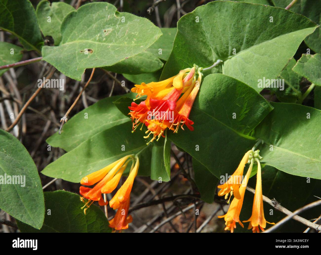 Orange Honeysuckle (Lonicera ciliosa) wildflower in Wallowa Mountains ...