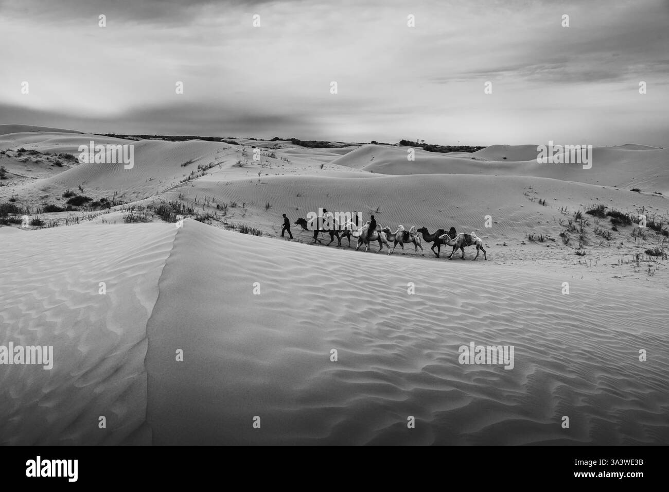 Caravan of camels. Kubuqi desert, Xiangshawan Resort, Inner Mongolia ...