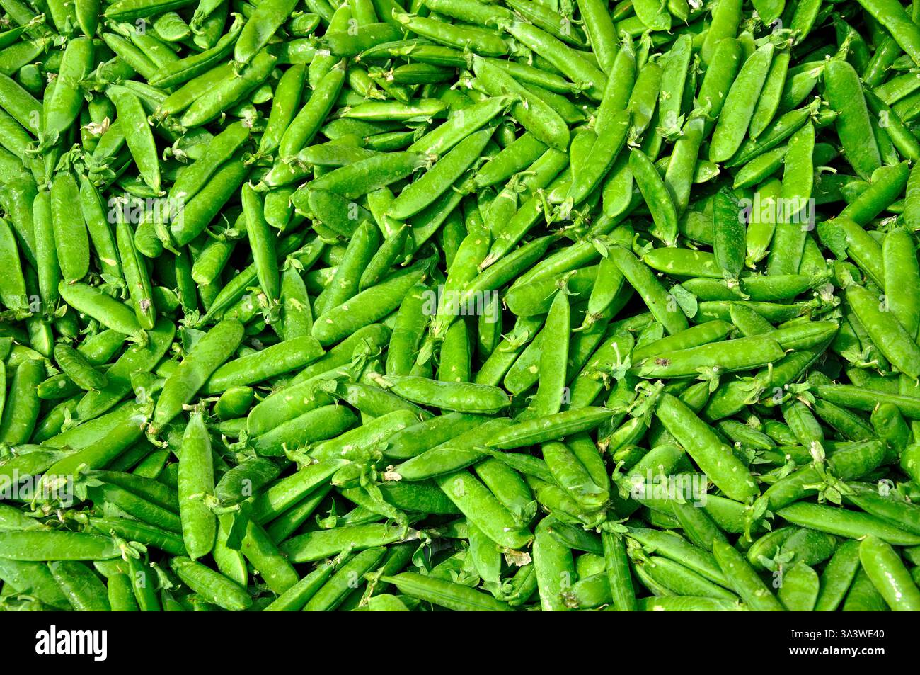 Fresh peas in pod on market stall, Farmers Market, High Street, Ascot ...