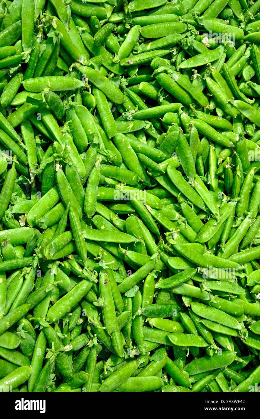Fresh peas in pod on market stall, Farmers Market, High Street, Ascot ...