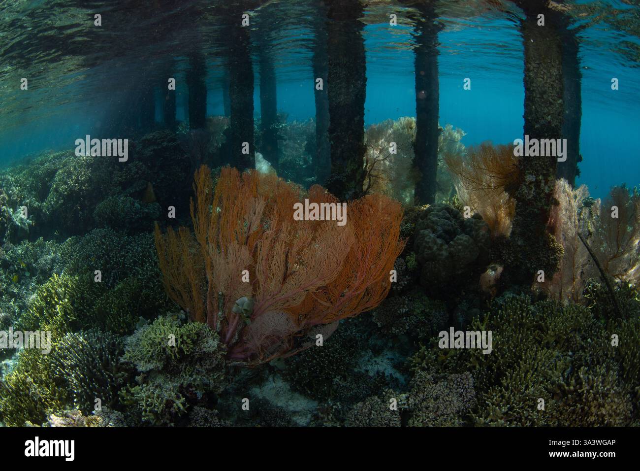 Colorful sea fans thrive on the pilings of a long jetty at a Bajo ...
