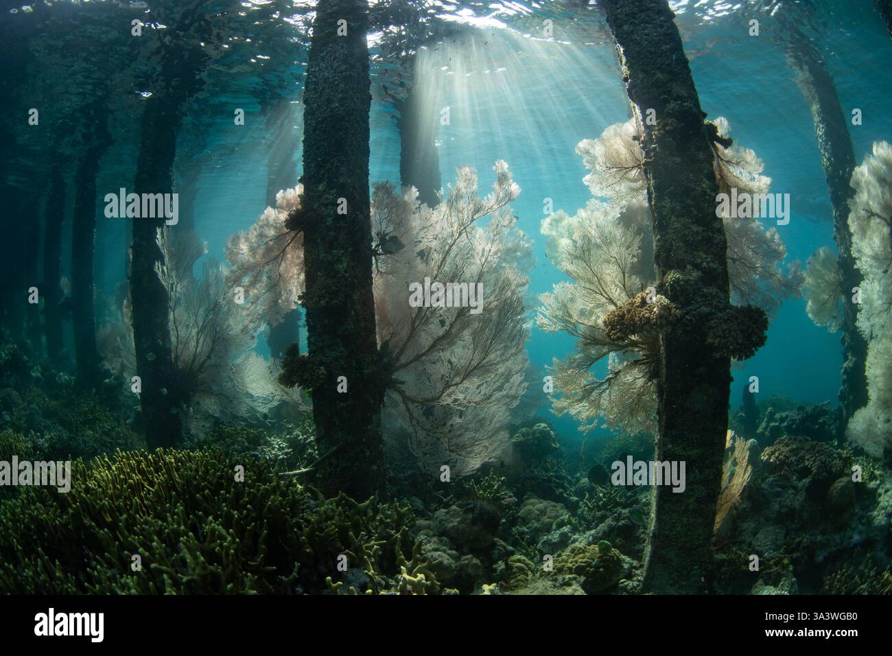 Colorful sea fans thrive on the pilings of a long jetty at a Bajo ...