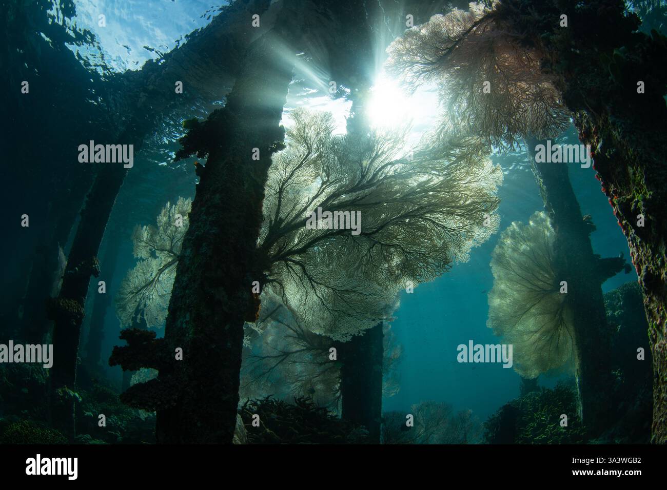 Colorful sea fans thrive on the pilings of a long jetty at a Bajo ...