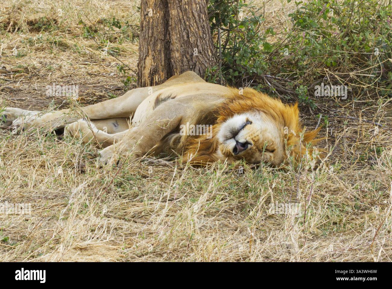 Lion sleeping hi-res stock photography and images - Alamy