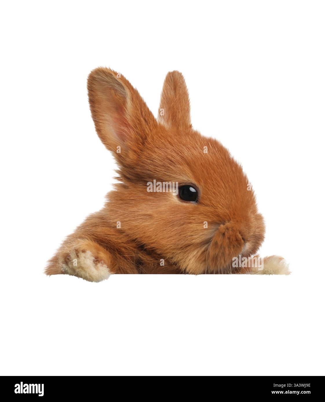 Cute fluffy bunny peeking out on white background Stock Photo - Alamy
