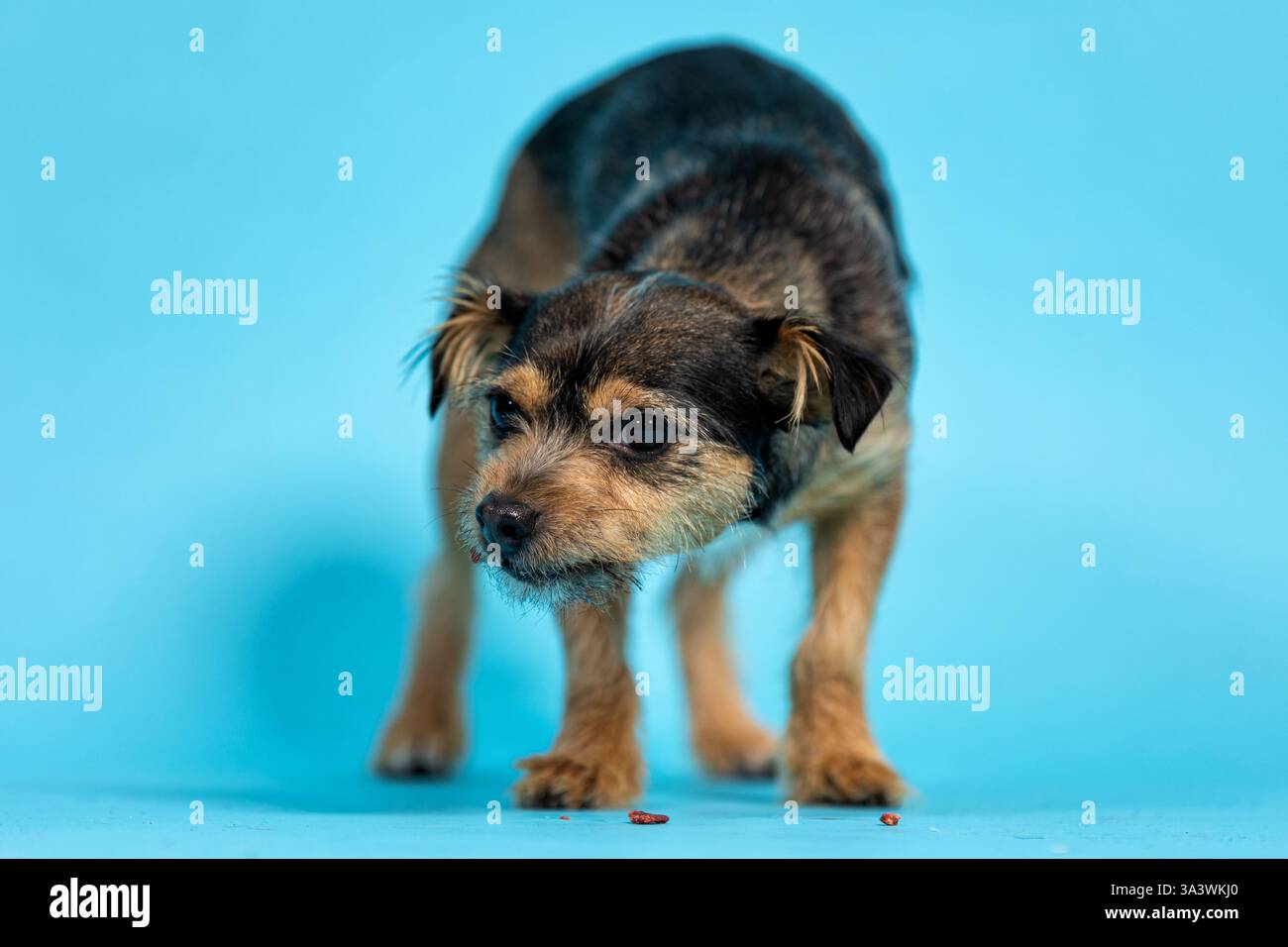 Portrait of a Funy Breed Dog in a Blue Background Stock Photo - Alamy