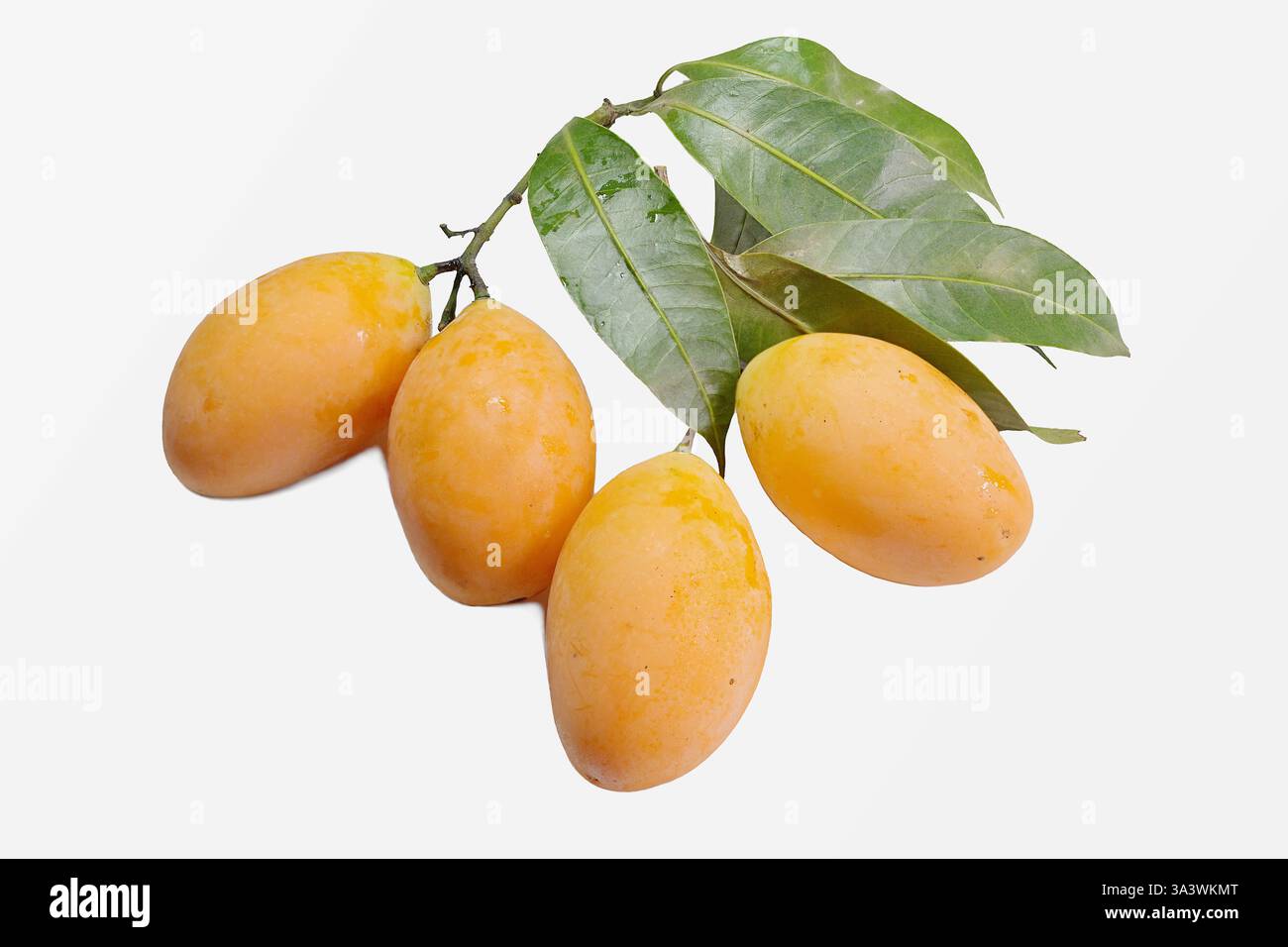 Four ripe yellow marian plum or mayong chit fruits (Bouea macrophylla ...