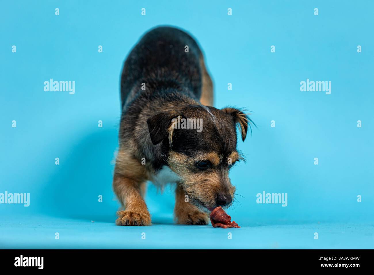 Portrait of a Funy Breed Dog in a Blue Background Stock Photo - Alamy