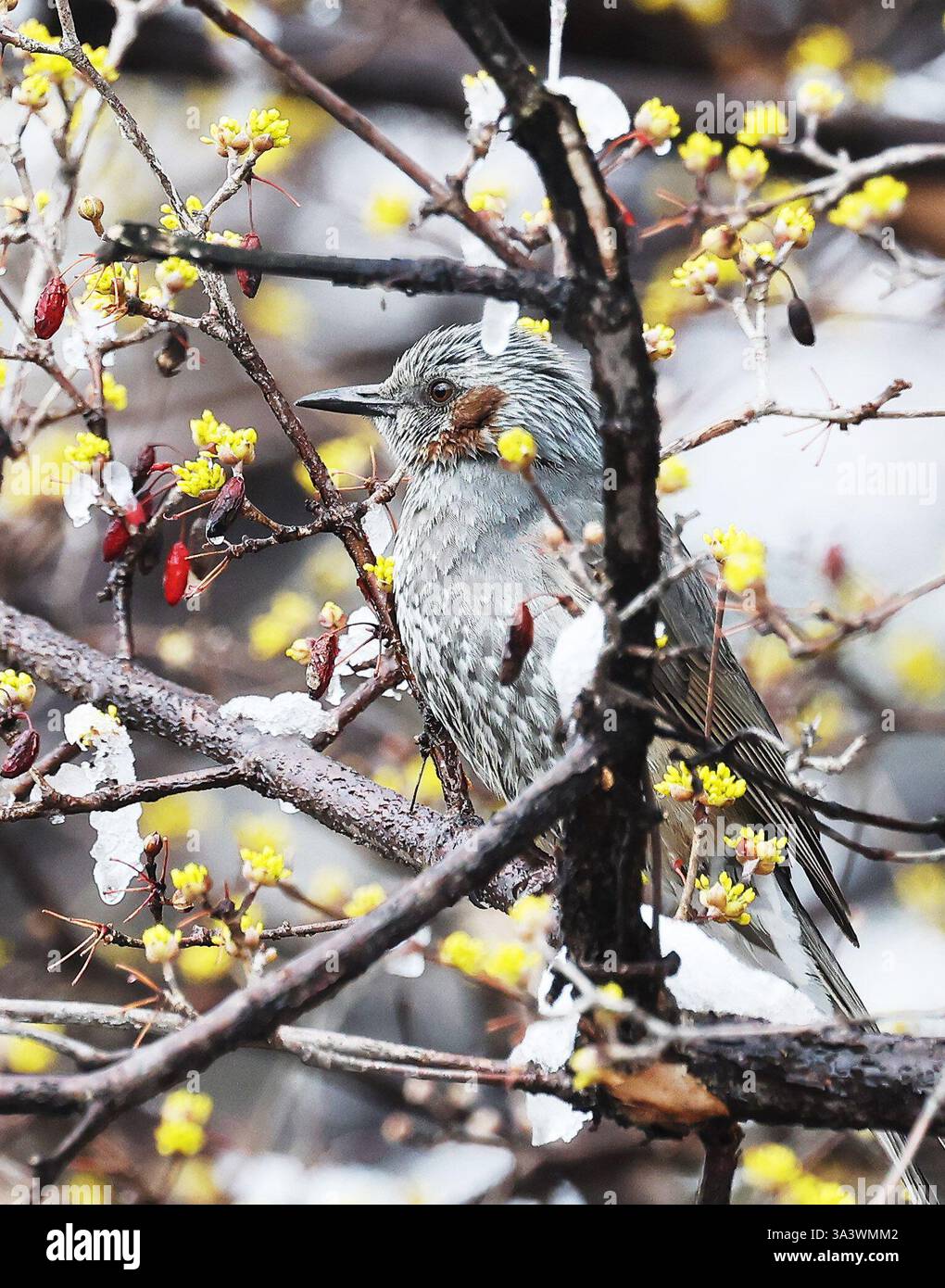 18th Mar, 2025. A bird's spring feast A brown-eared bulbul pecks at ...