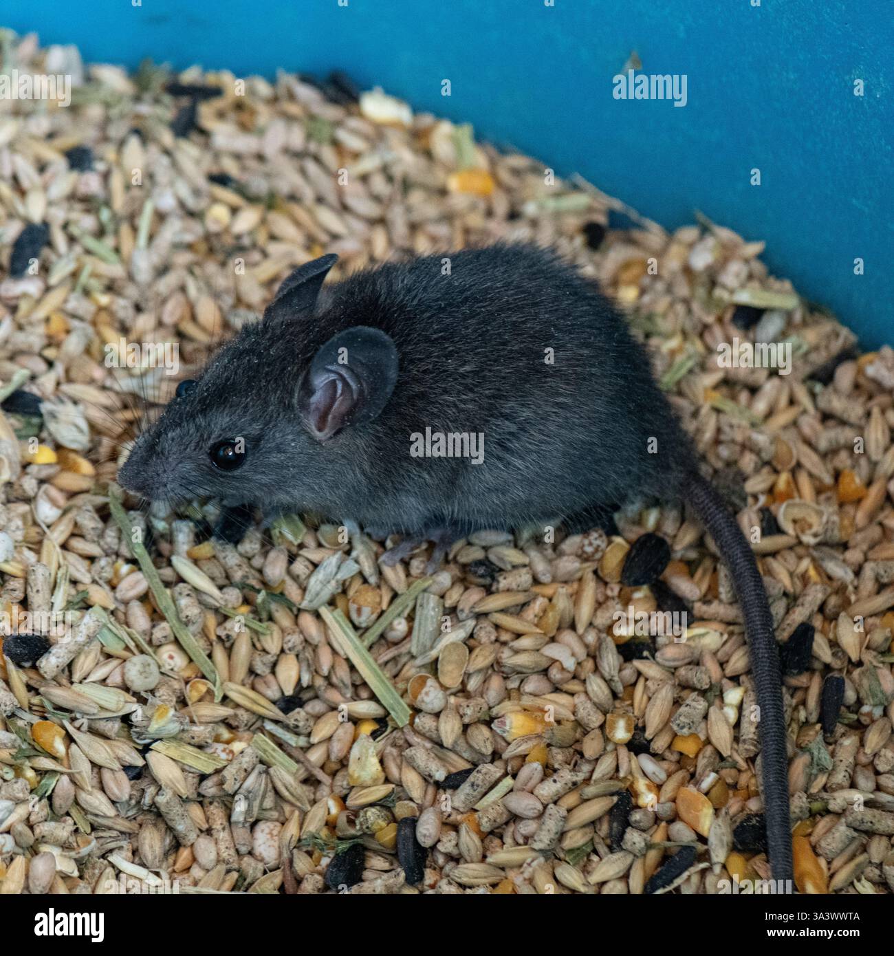 Hungary Rat in the Feed Bin Stock Photo - Alamy