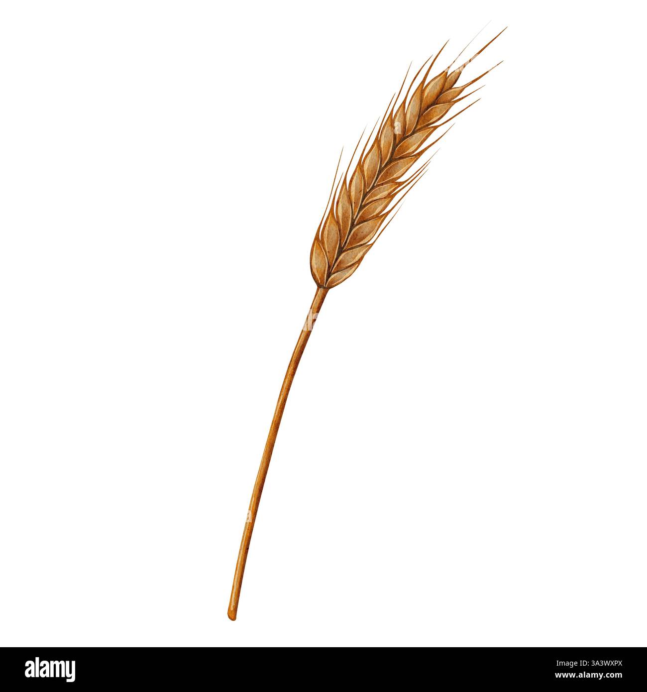Field barley in golden Cut Out Stock Images & Pictures - Alamy