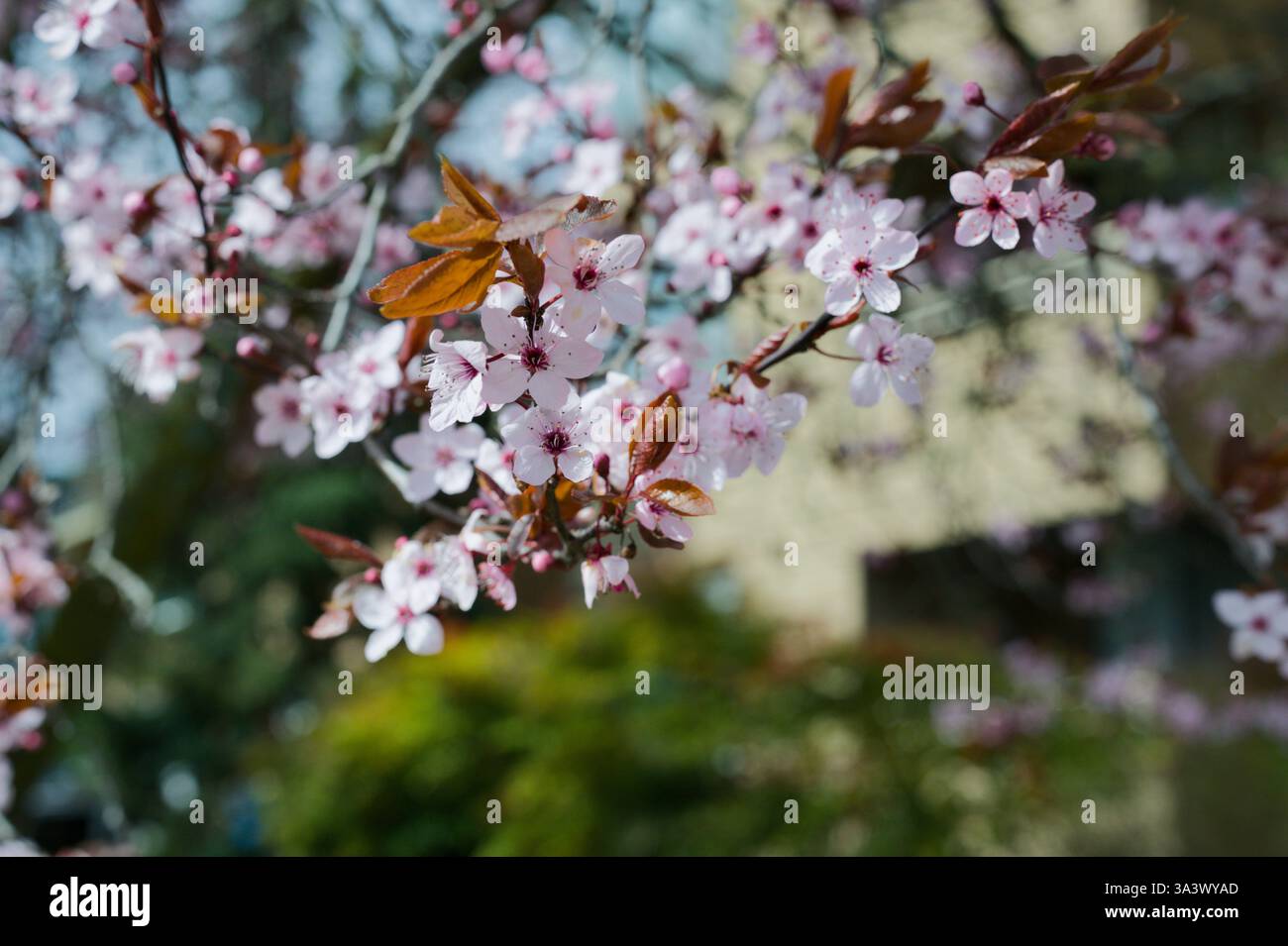 Domestic Plum Prunus cerasifera (Thundercloud cultivar) flowers in ...