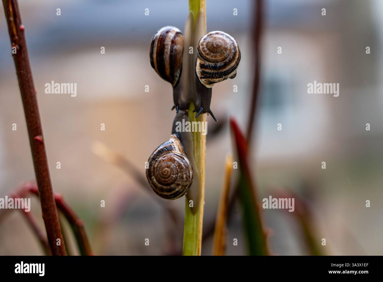 Three little snails, glistening in the rain, taking their time to enjoy ...