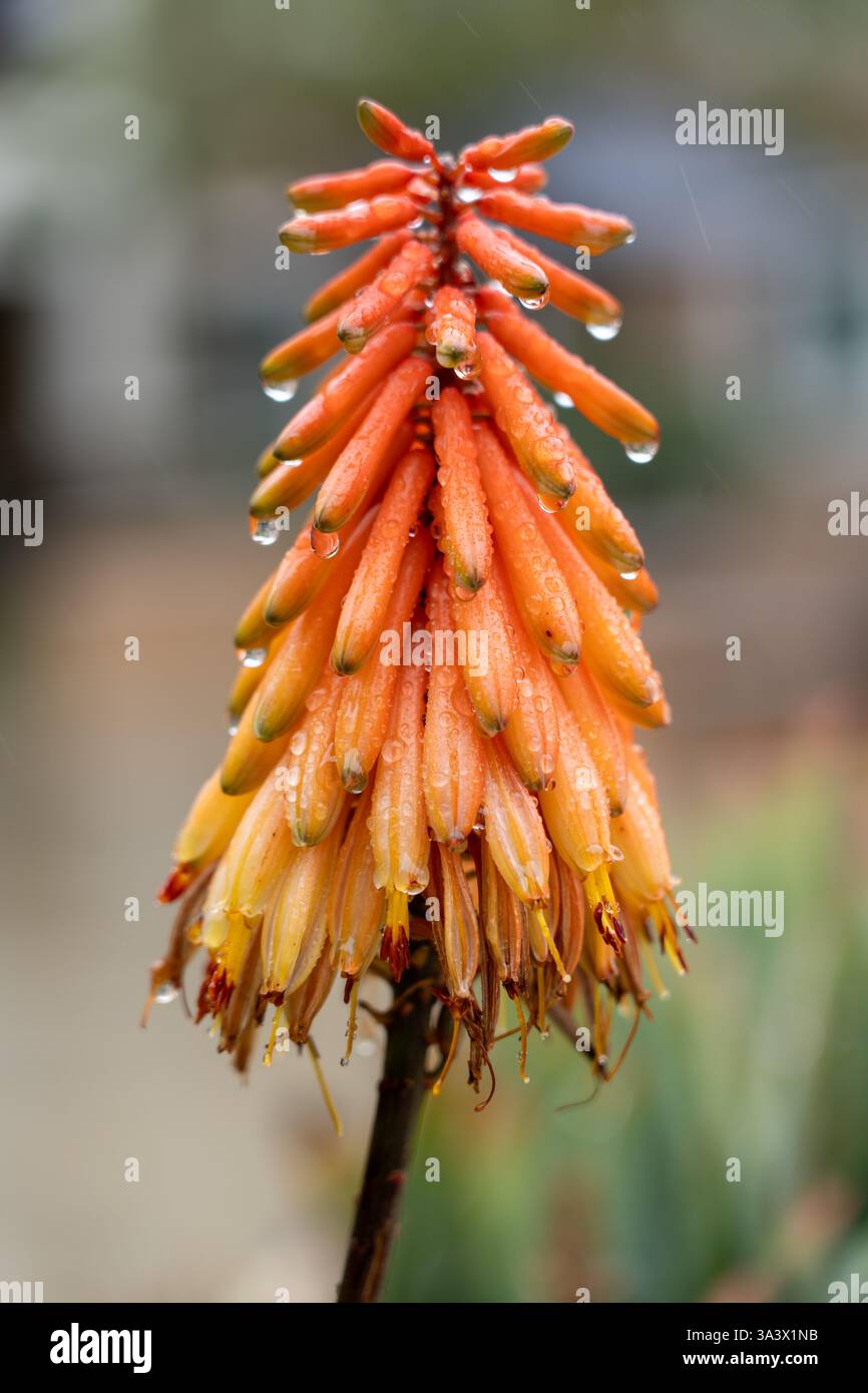 Raindrops on Torch Lily petals, adding a touch of sparkle to its ...