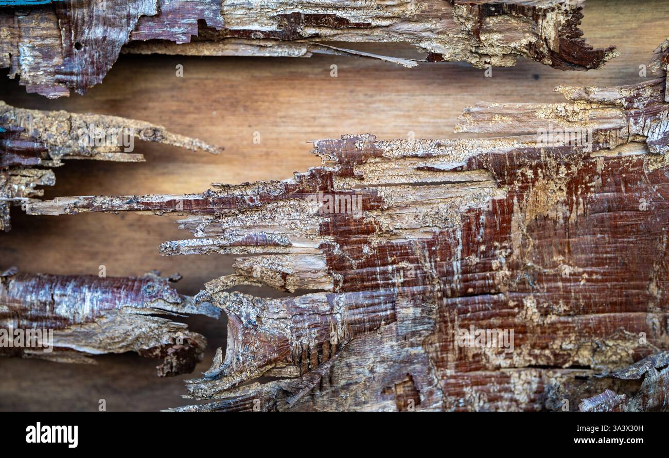 Termite damage affects structural integrity. A termite eats through ...