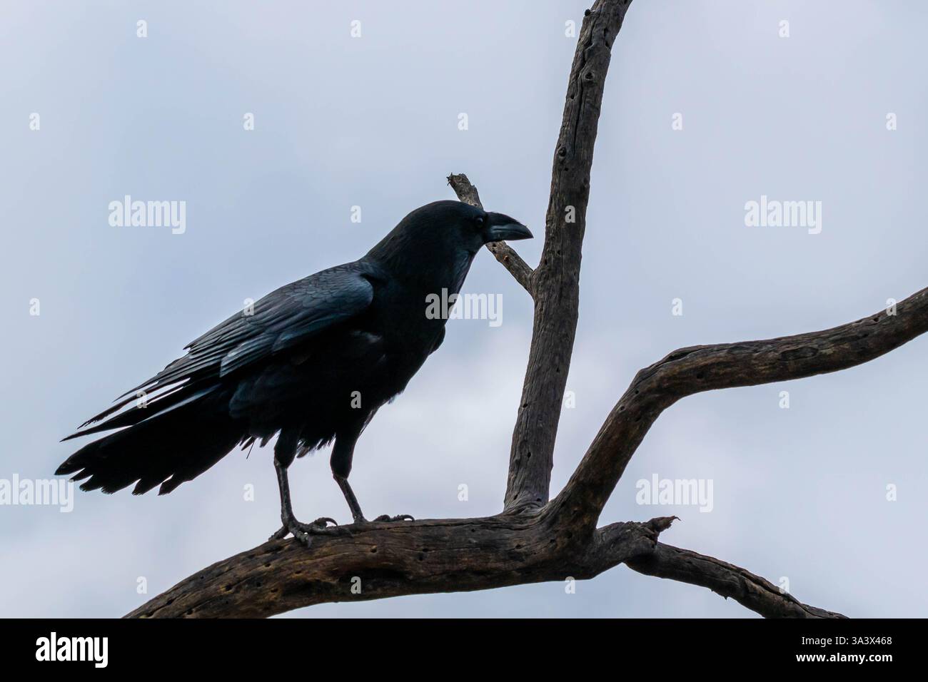 A Common Raven in Tucson, Arizona Stock Photo - Alamy