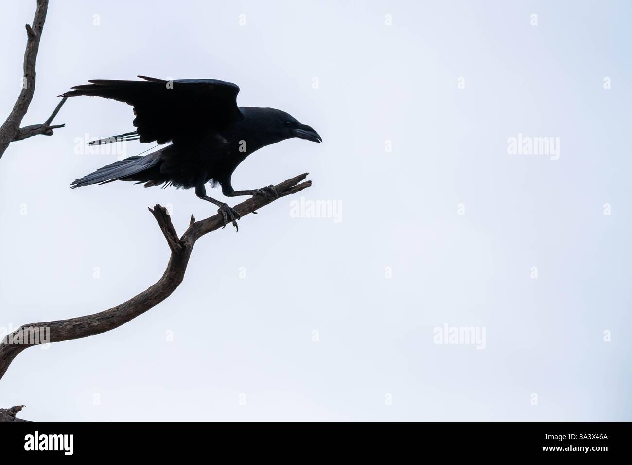 Arizona ravens hi-res stock photography and images - Alamy