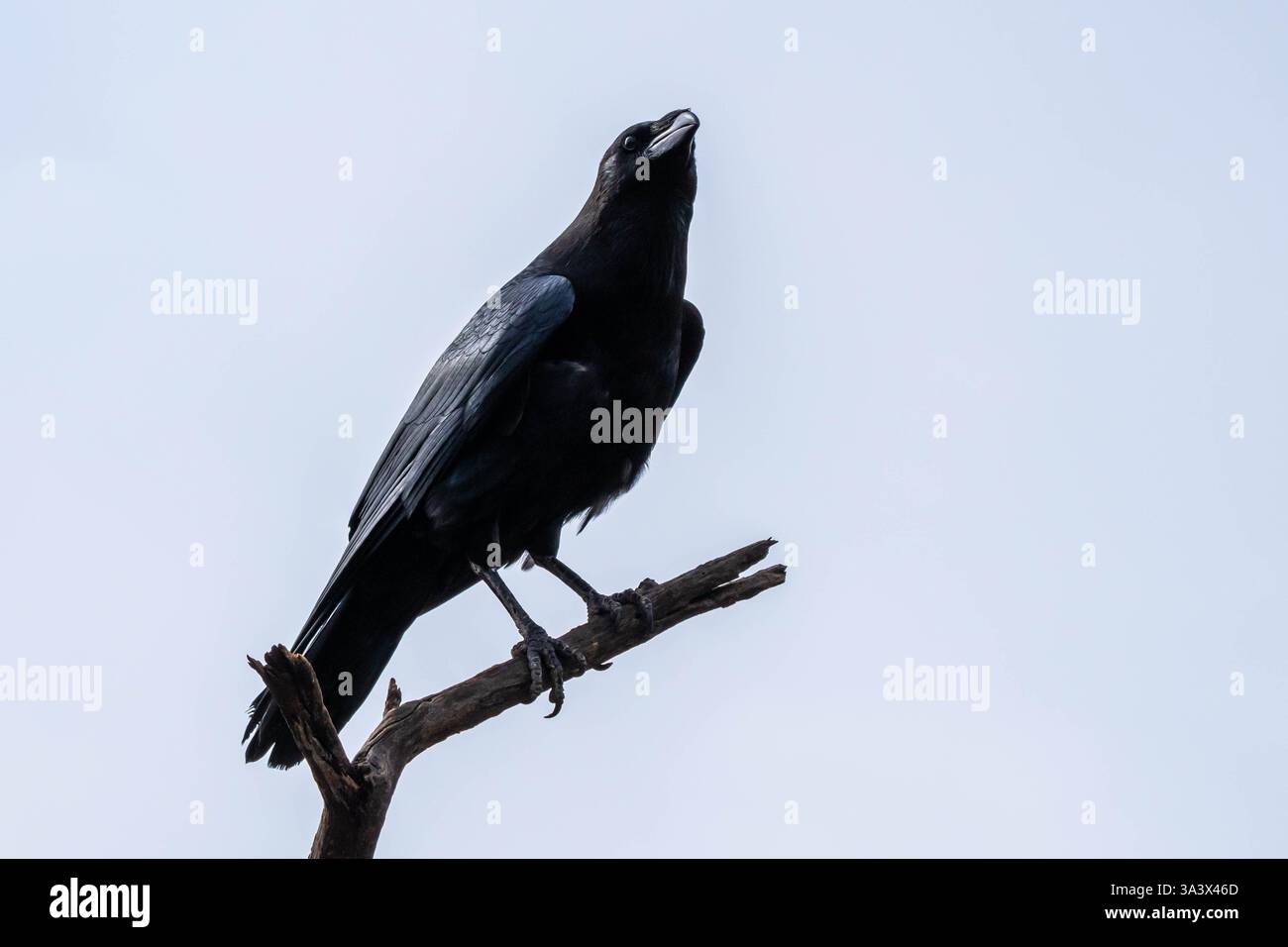 A Common Raven in Tucson, Arizona Stock Photo - Alamy