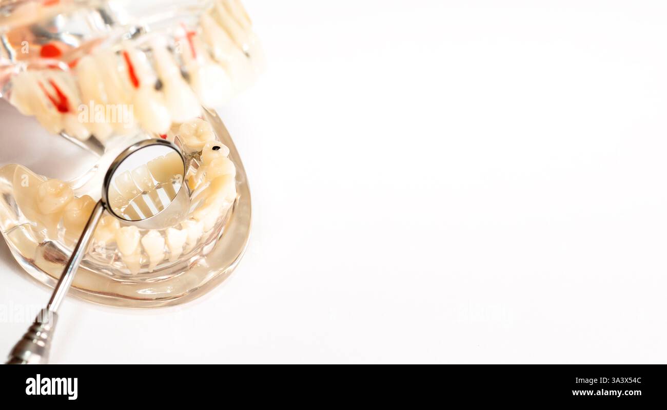 Mockup Dental Concept. Basic Dental Instruments Set, Mirror Anatomical ...
