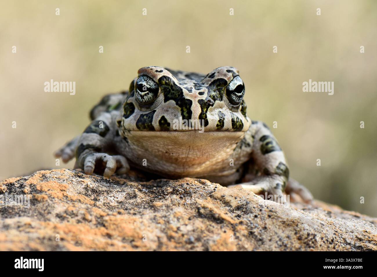 Green Toad Face to Face Stock Photo - Alamy