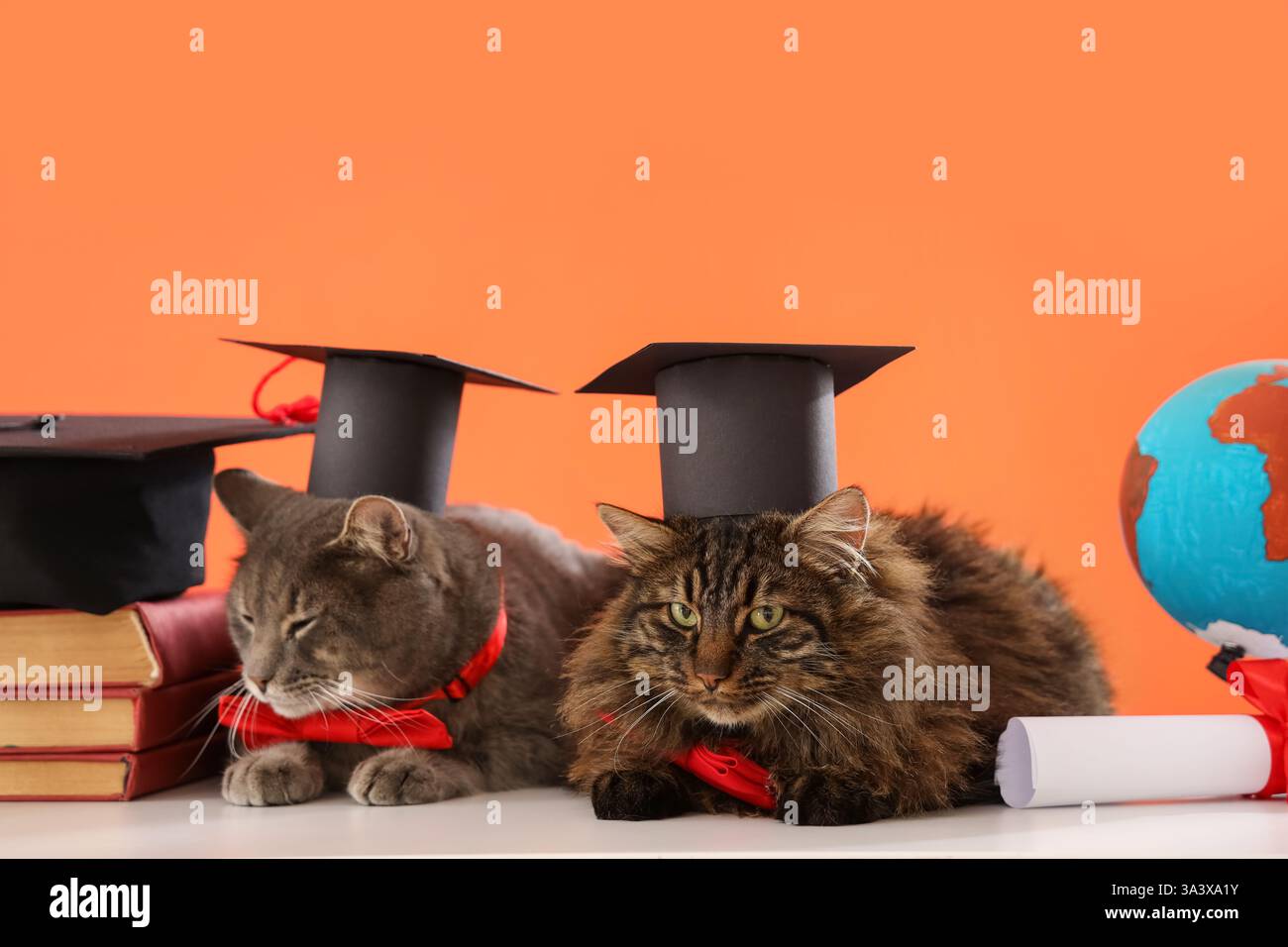 Cute cats with graduation hats, diploma and books on table against ...