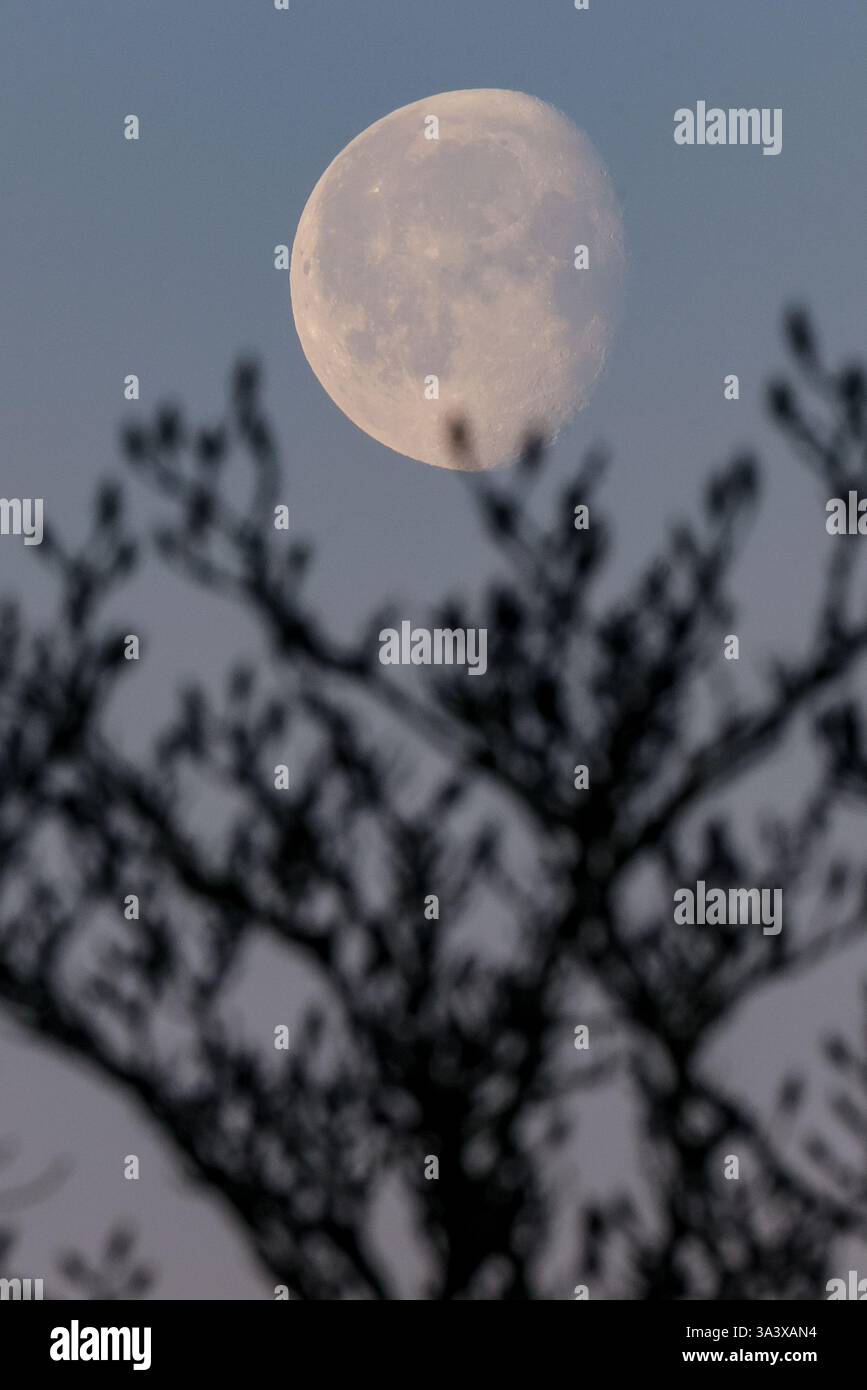 18 March 2025, Saxony, Leipzig: The waning moon can be seen behind a ...