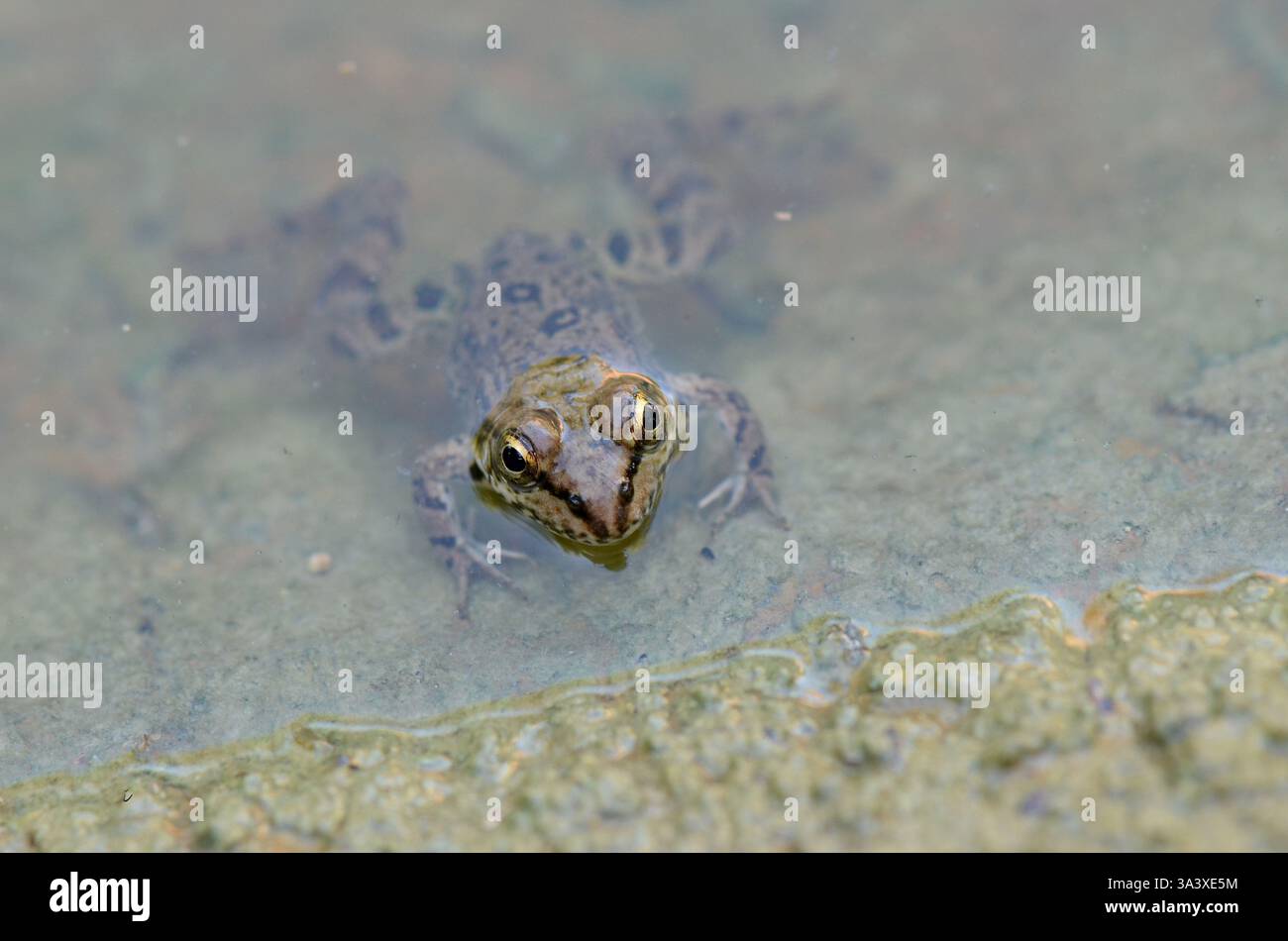 Frog eyes above water hi-res stock photography and images - Alamy