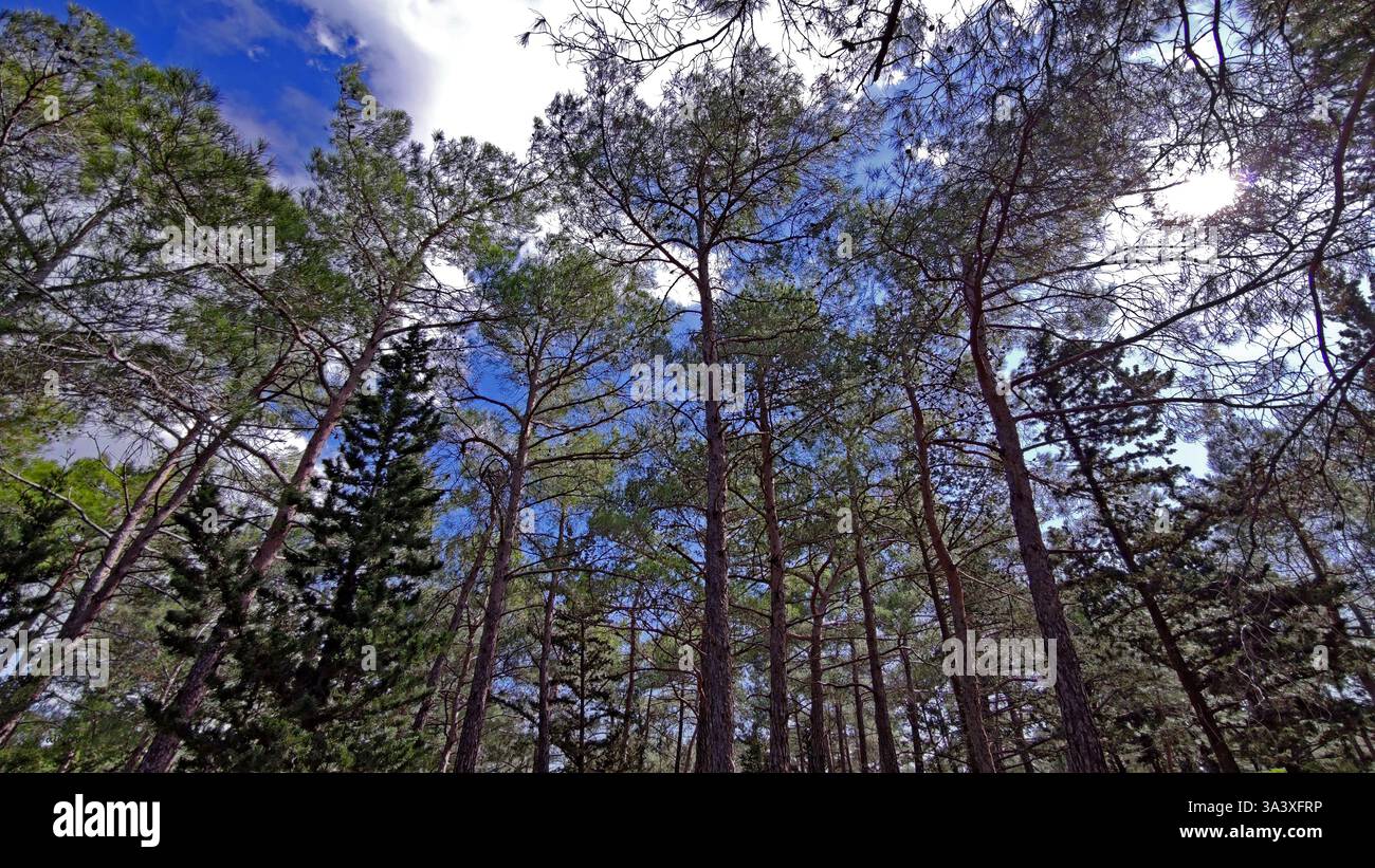 Forest Canopy View:Tall Trees and Blue Sky. textures of the tree trunks ...