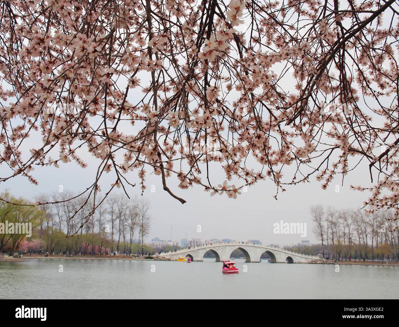 Spring scenery of Yuyuantan Park in Beijing, China, 15 March, 2025 ...