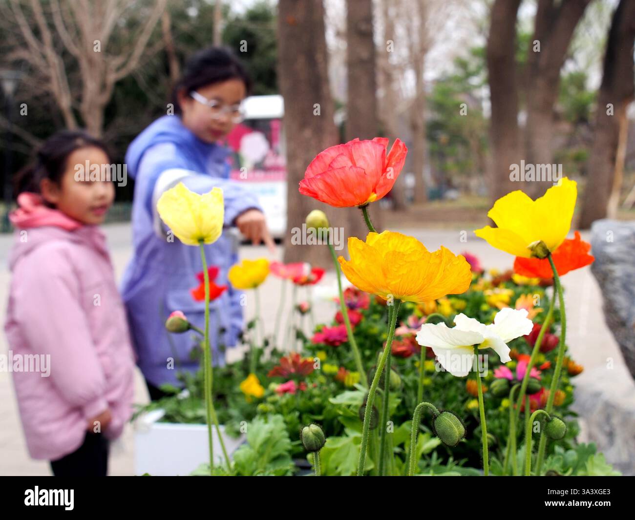 Spring scenery of Yuyuantan Park in Beijing, China, 15 March, 2025 ...