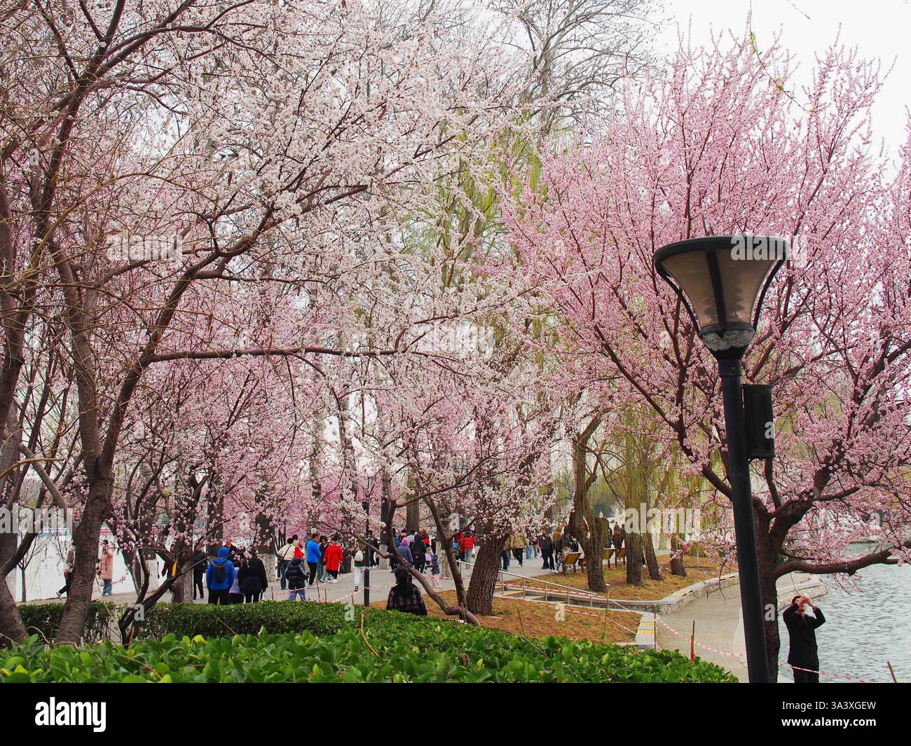 Spring scenery of Yuyuantan Park in Beijing, China, 15 March, 2025 ...
