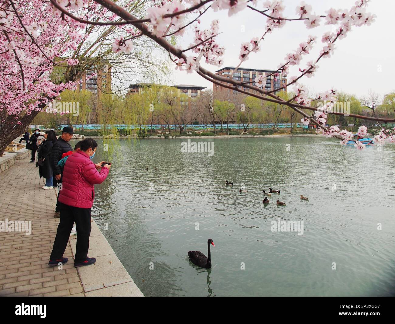 Spring scenery of Yuyuantan Park in Beijing, China, 15 March, 2025 ...