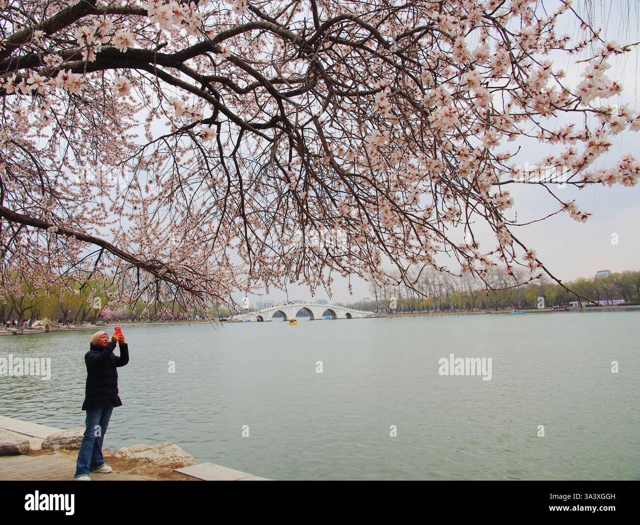 Spring scenery of Yuyuantan Park in Beijing, China, 15 March, 2025 ...