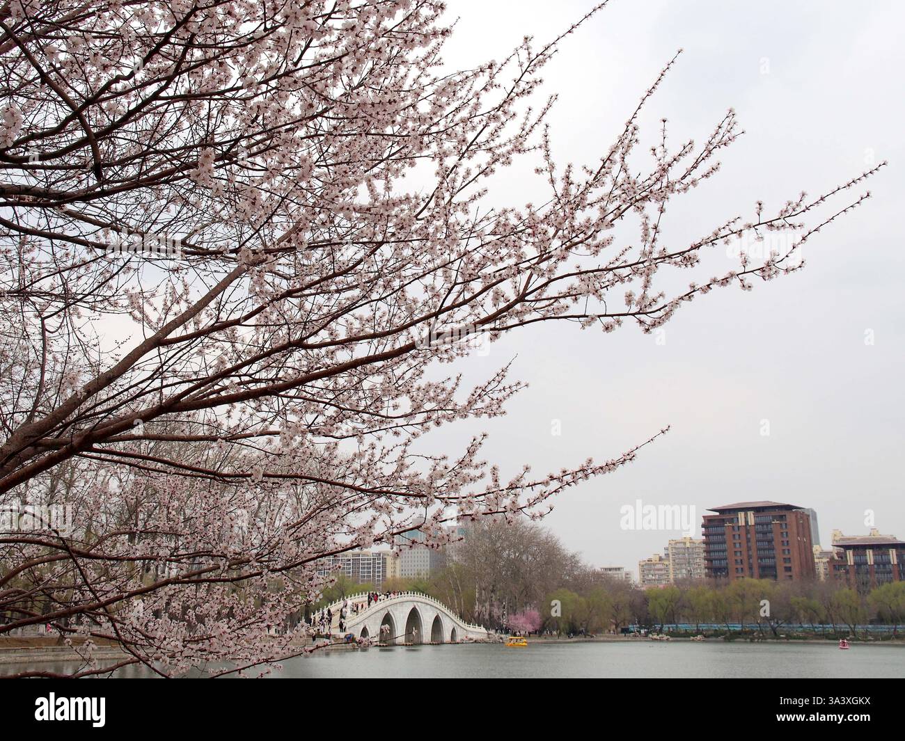Spring scenery of Yuyuantan Park in Beijing, China, 15 March, 2025 ...