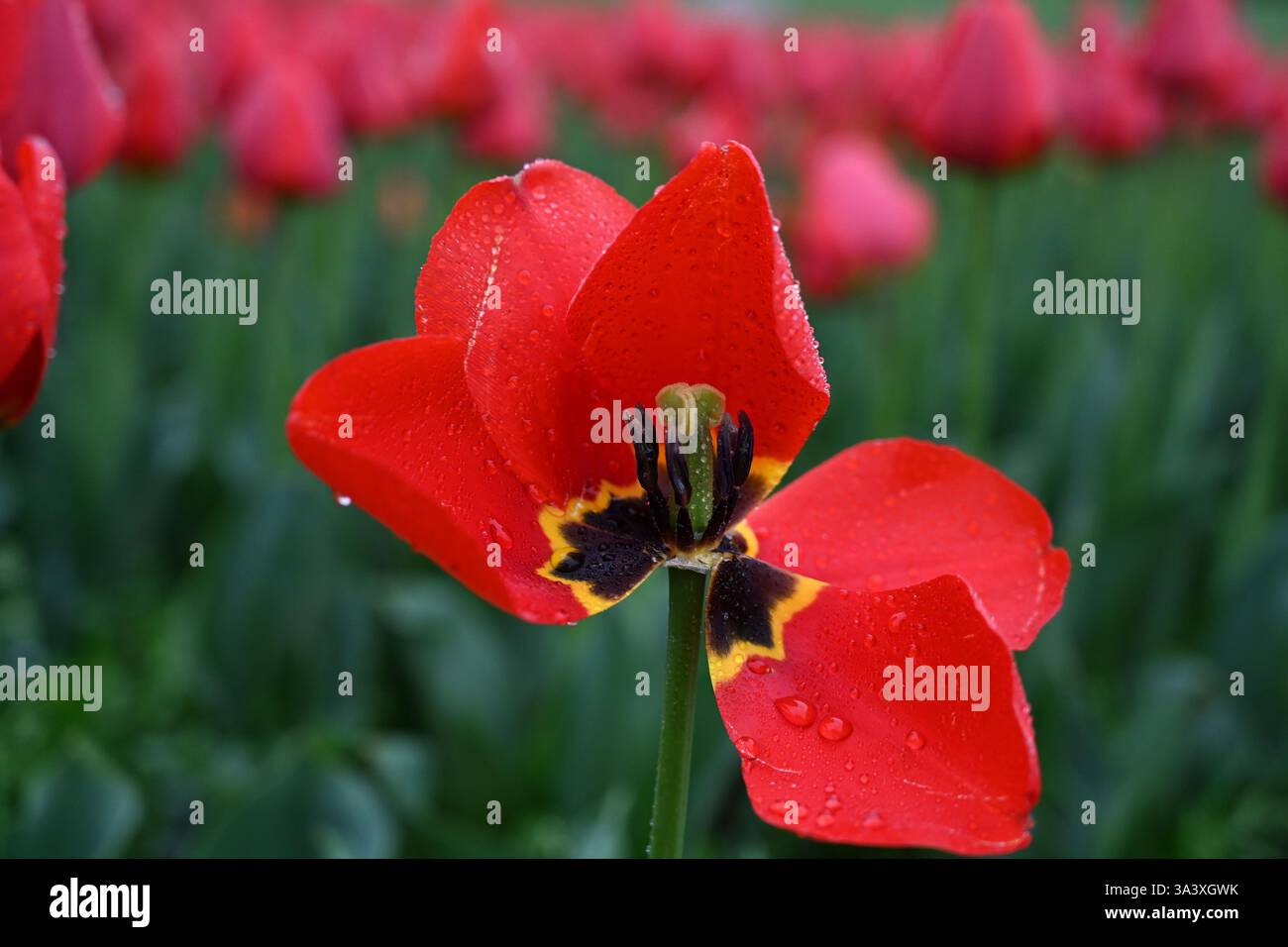 Tulip flowers bloom in Jinhua City, east China's Zhejiang Province, 15 ...