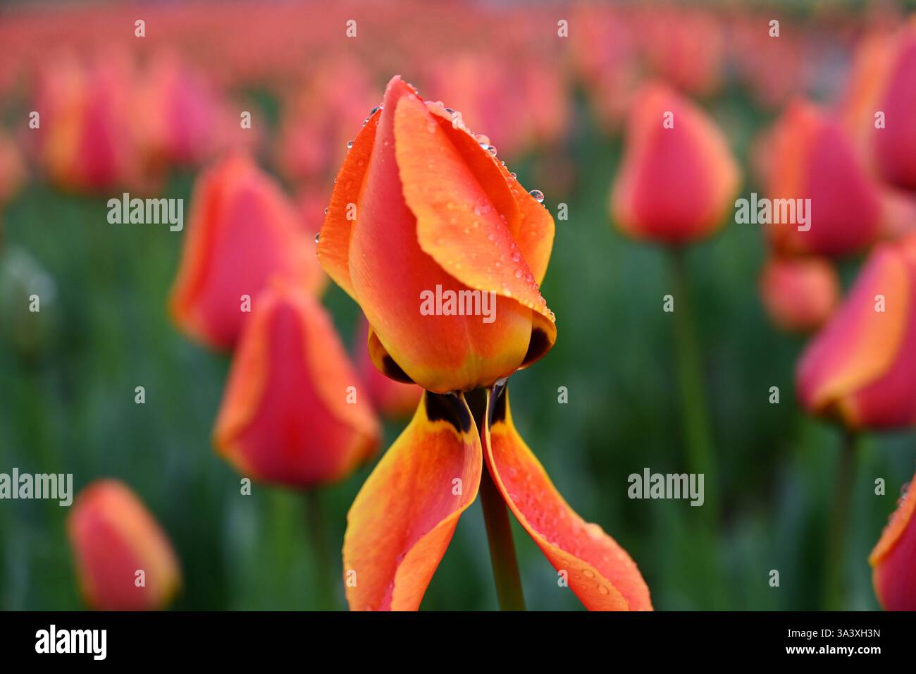 Tulip flowers bloom in Jinhua City, east China's Zhejiang Province, 15 ...
